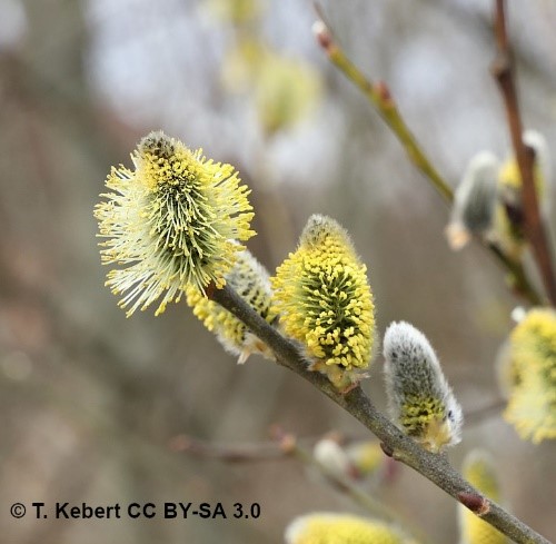 Look up! Important roles for some of our earliest spring flowers